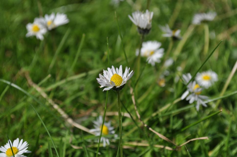 Free Stock Photo of Daisies in the wind | Download Free Images and Free ...