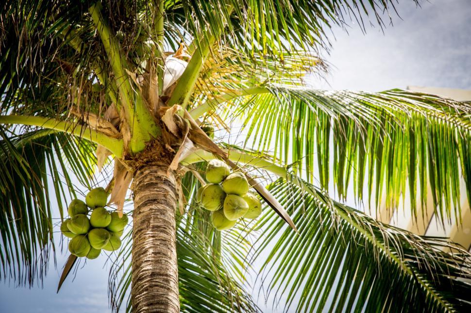 Free Stock Photo of Coconuts on a tree | Download Free Images and Free ...