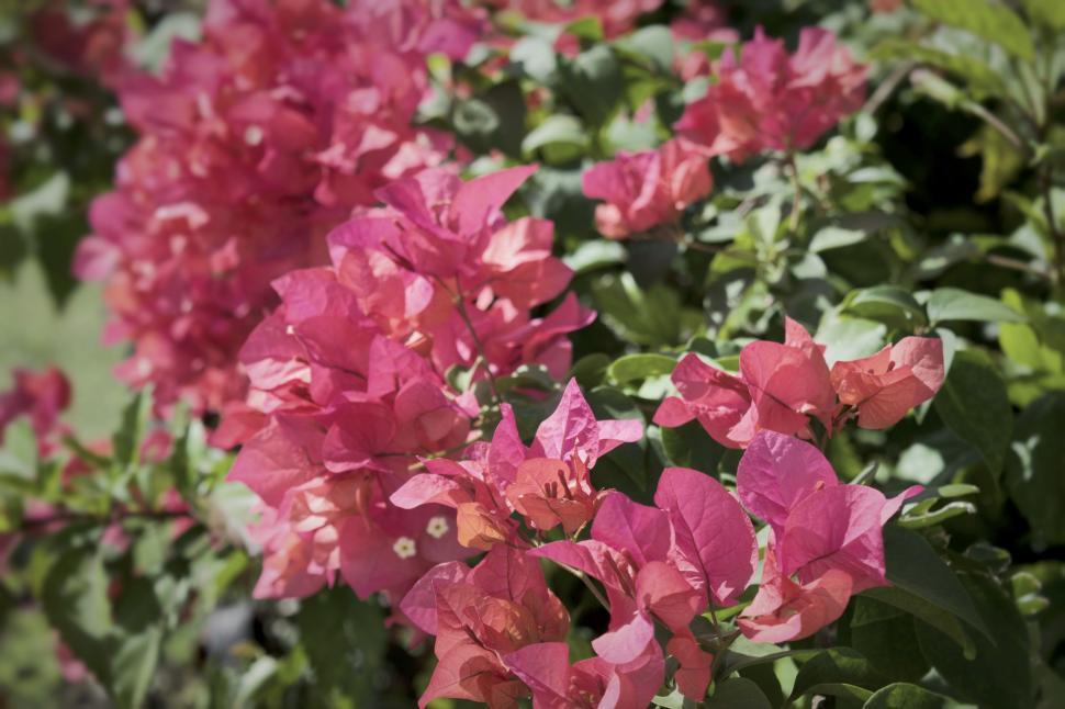 Free Stock Photo of Bush of bougainvillea flowers | Download Free ...
