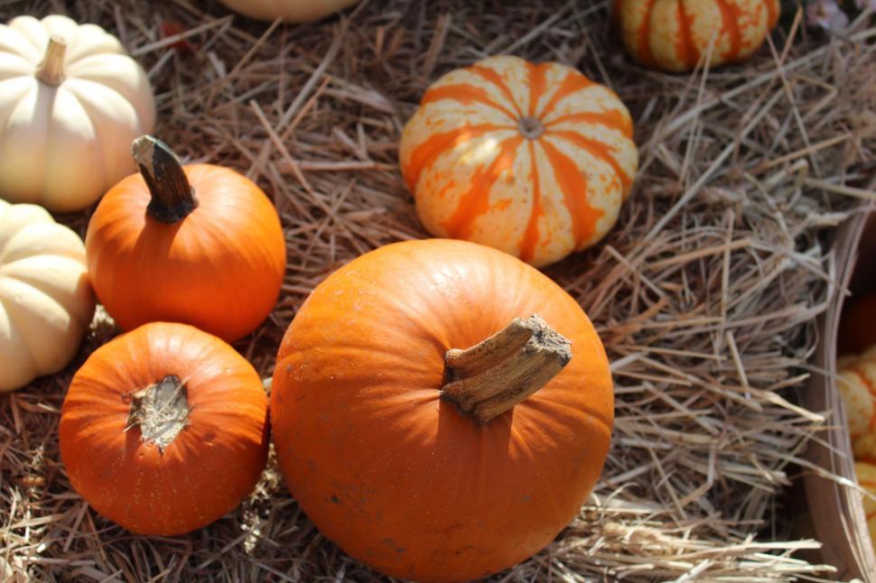 Free Stock Photo of Halloween Pumpkins | Download Free Images and Free ...