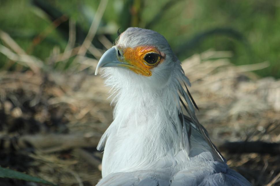 Free Stock Photo of White Bird | Download Free Images and Free ...