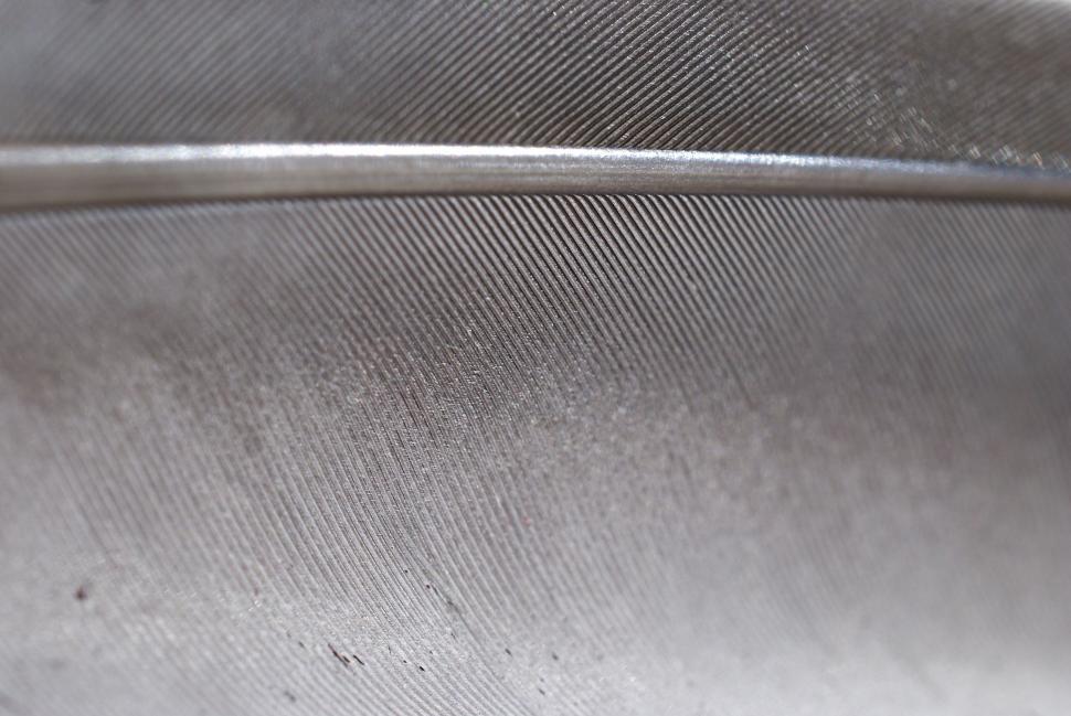 Free Stock Photo of Pigeon feather | Download Free Images and Free ...