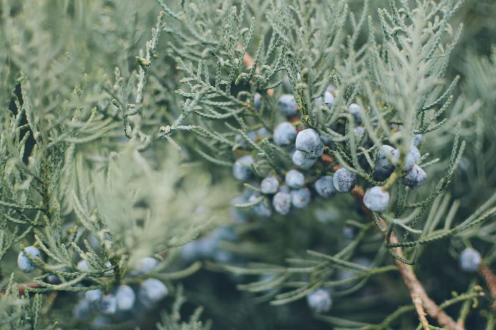 Free Stock Photo of Berry Bushes | Download Free Images and Free ...