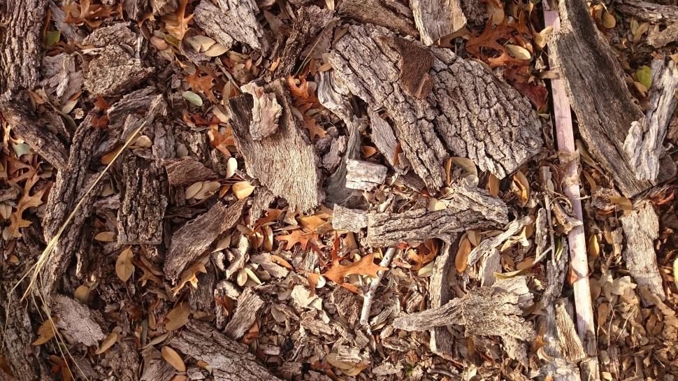 Free Stock Photo of Autumn Tree Wood | Download Free Images and Free ...