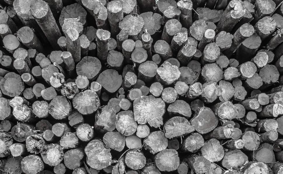Free Stock Photo of Wooden logs - Black and White | Download Free ...