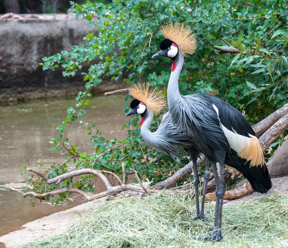 Free Stock Photo of Grey crowned crane | Download Free Images and Free ...