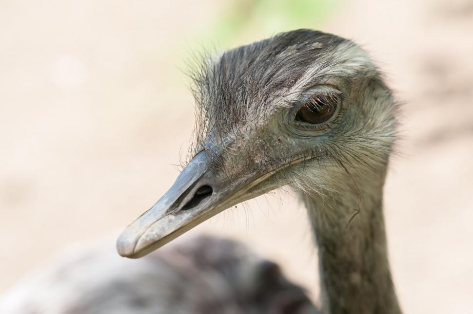 Free Stock Photo of Rhea (bird) | Download Free Images and Free ...