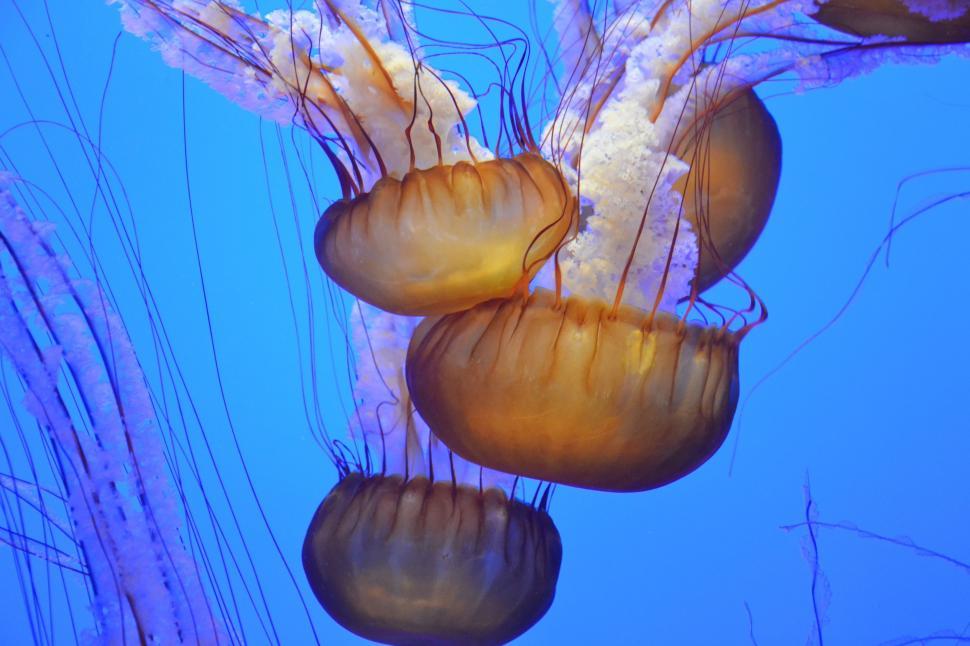Free Stock Photo of Sea jellies | Download Free Images and Free ...