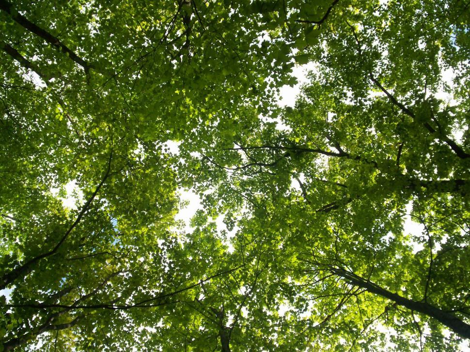 Free Stock Photo of Trees | Download Free Images and Free Illustrations