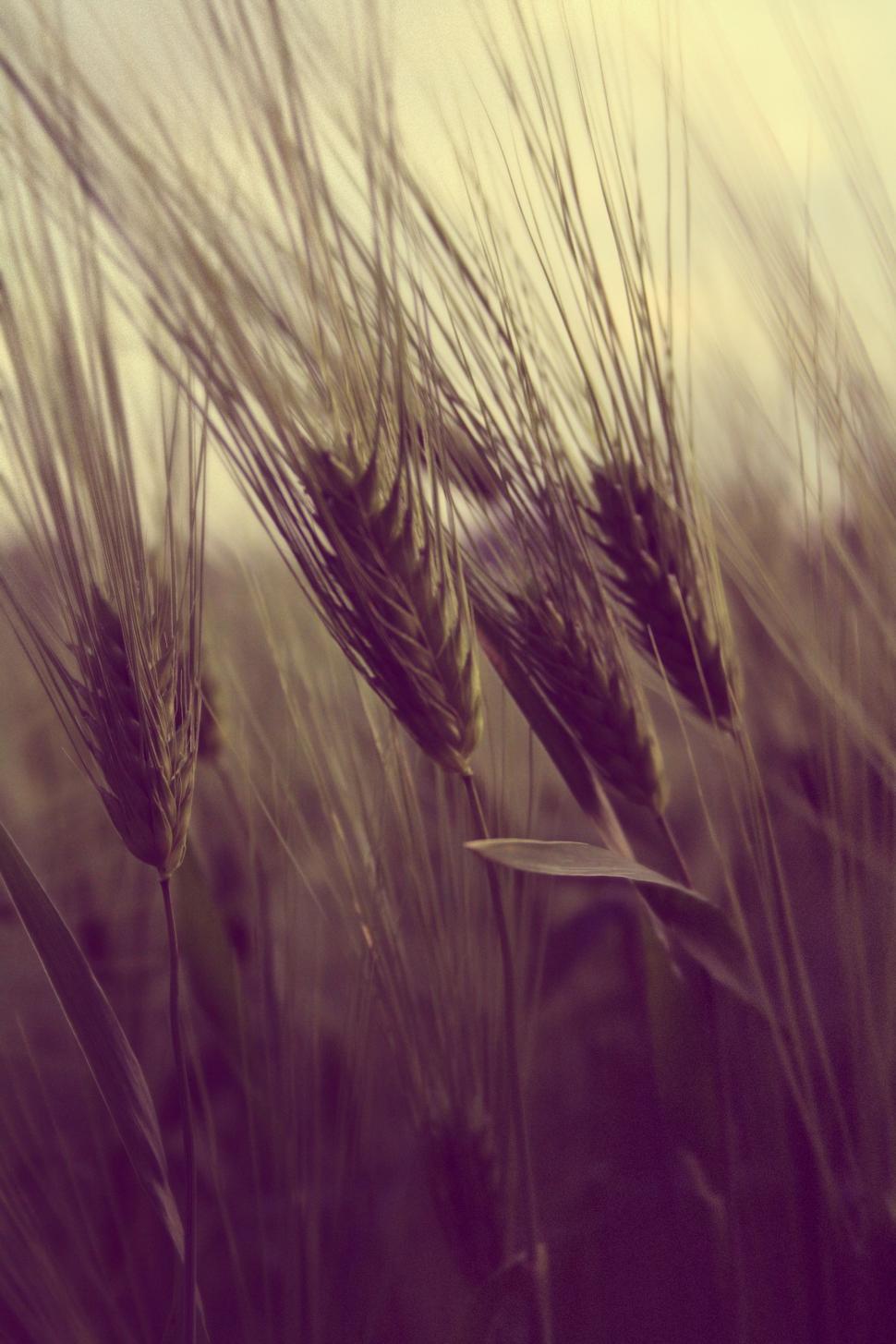 Free Stock Photo of Rice crop | Download Free Images and Free Illustrations