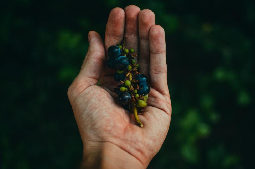 Free Stock Photo of Grapes in hand | Download Free Images and Free ...