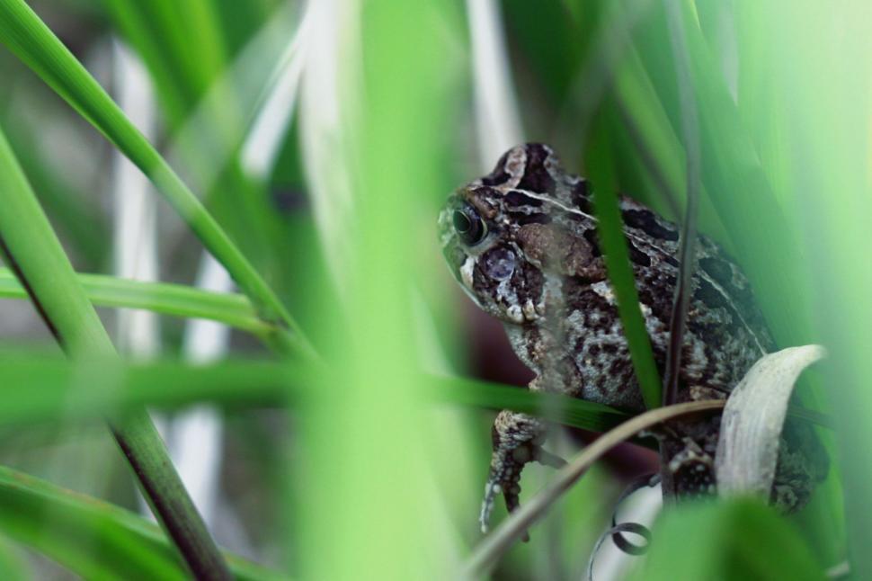 Free Stock Photo of Leopard frog | Download Free Images and Free ...