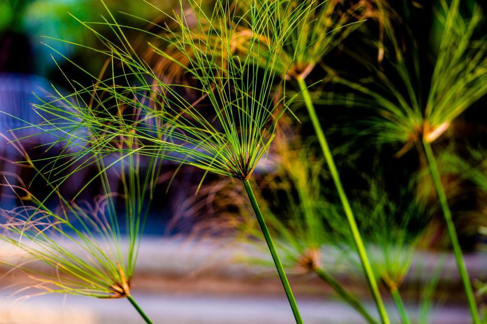Free Stock Photo of Reed (plant) | Download Free Images and Free ...