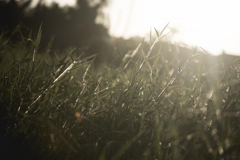 Free Stock Photo of Grass and sunlight | Download Free Images and Free ...