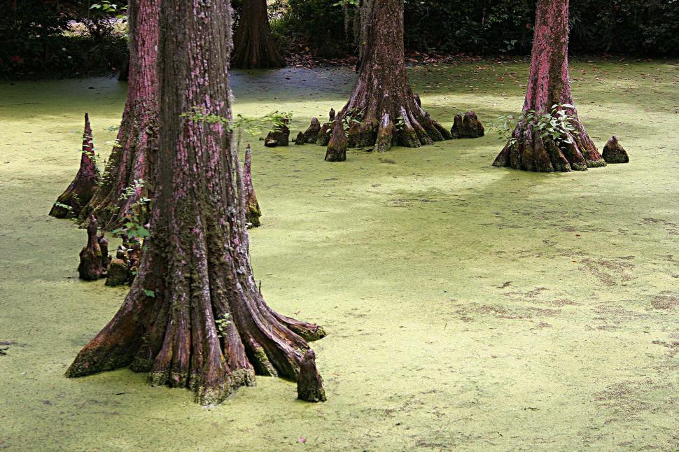 Free Stock Photo of cypress trees tree swamp pond south carolina scum ...