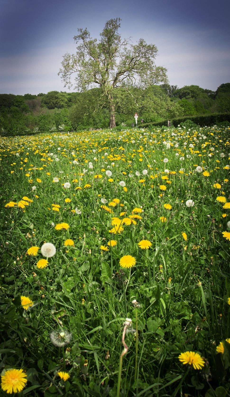 Free Stock Photo of Field of Dandelion flowers | Download Free Images ...