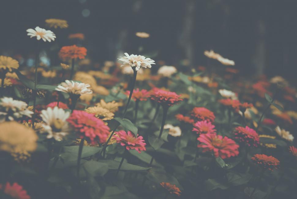 Free Stock Photo of Blooming Flowers | Download Free Images and Free ...