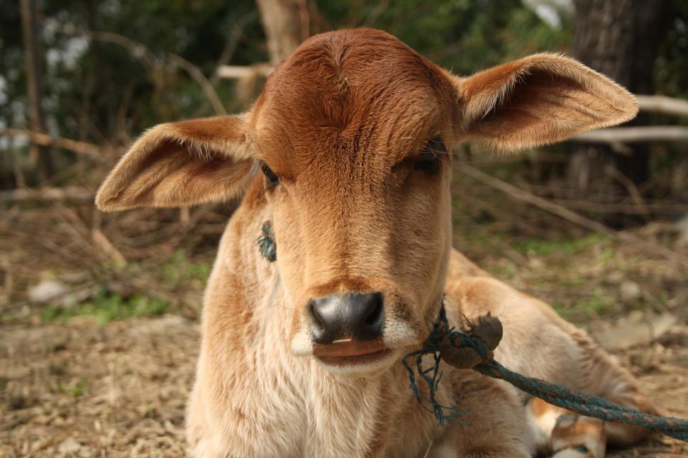 Free Stock Photo of Single Cow | Download Free Images and Free ...