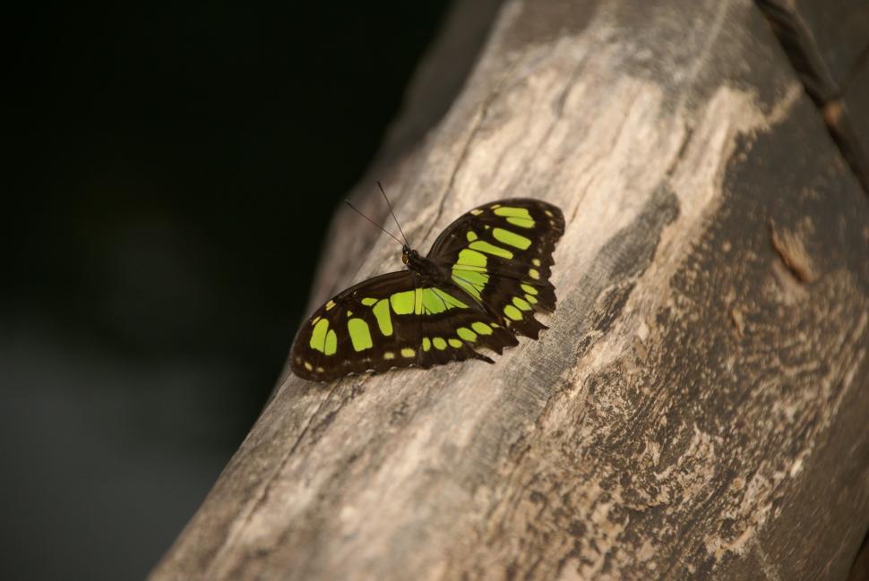 Free Stock Photo of Green butterfly | Download Free Images and Free ...