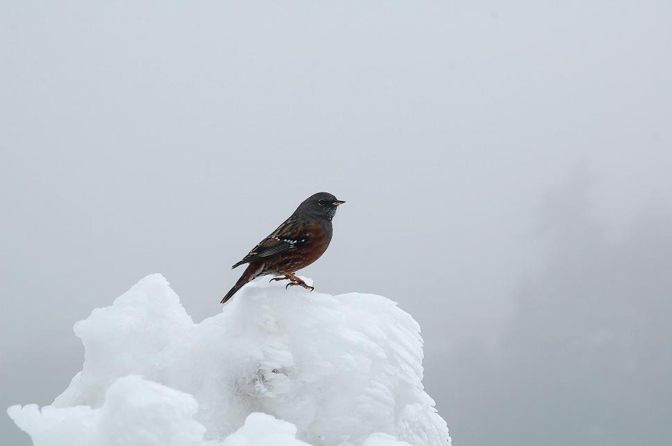 Free Stock Photo of Bird on Snow | Download Free Images and Free ...