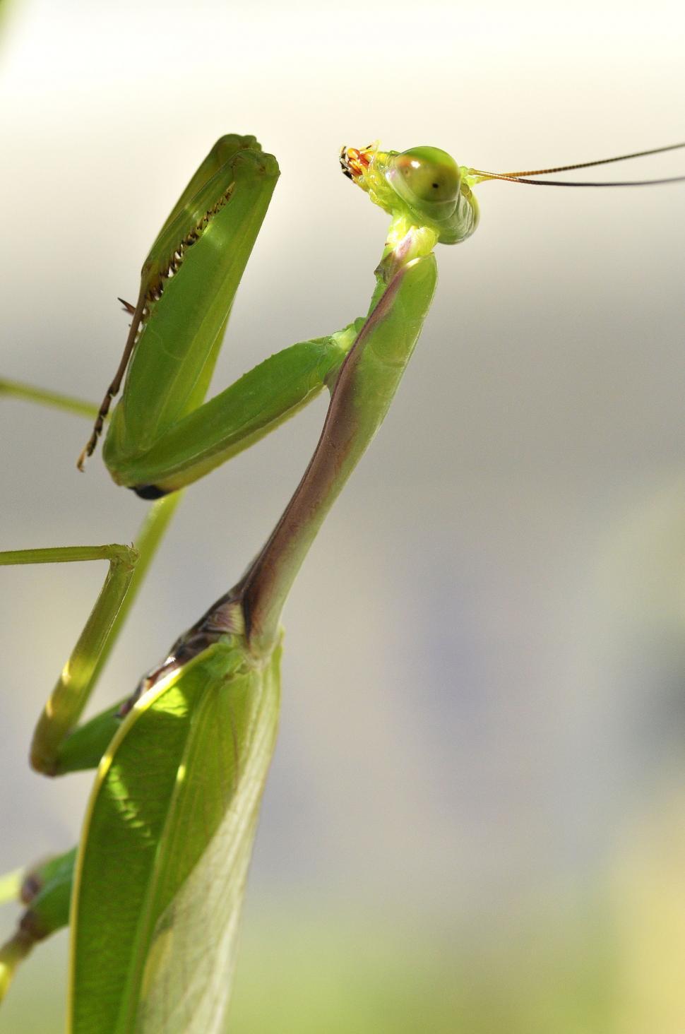 Free Stock Photo of Mantis Insect | Download Free Images and Free ...