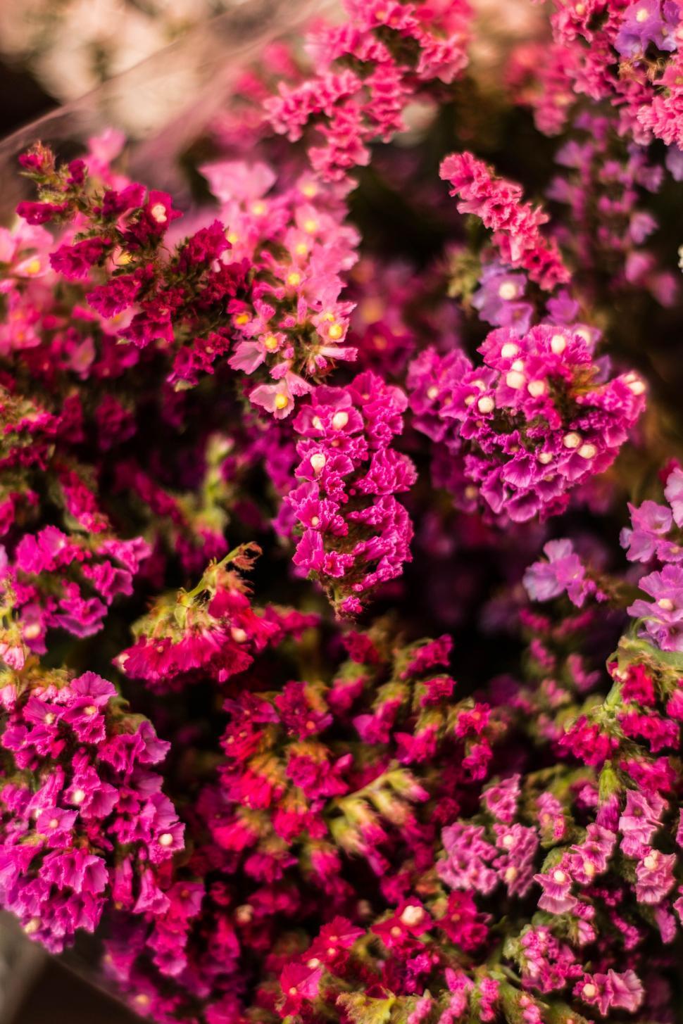 Free Stock Photo of Pink Flowers | Download Free Images and Free ...