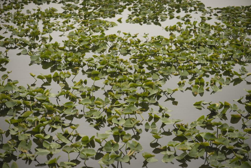 Free Stock Photo of Leaves on water | Download Free Images and Free ...