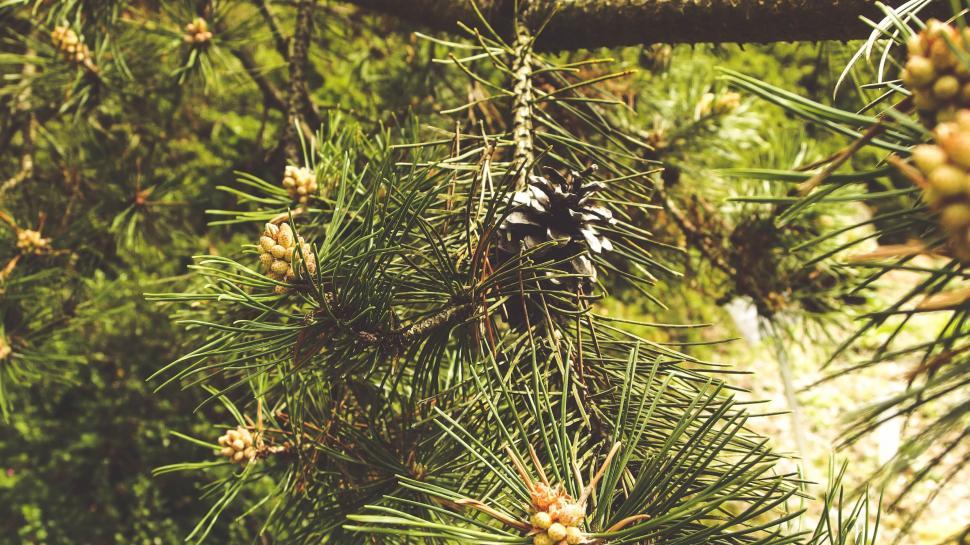 Free Stock Photo of Pine needles | Download Free Images and Free ...