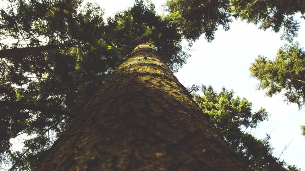 Free Stock Photo of Tree From Down Below | Download Free Images and ...