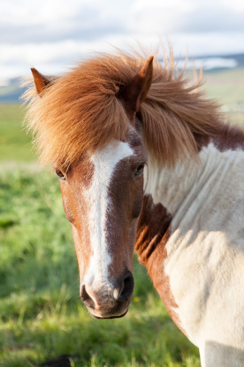 Free Stock Photo of Mane (Horse) | Download Free Images and Free ...