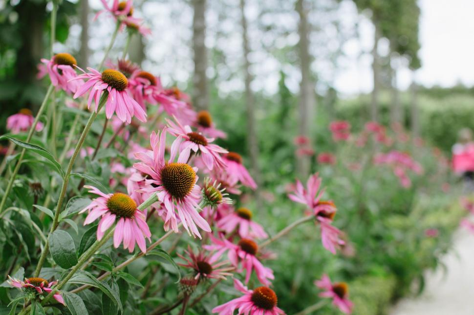 Free Stock Photo of Pink Flowers Pollen | Download Free Images and Free ...