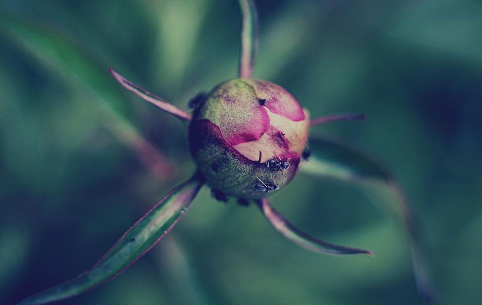 Free Stock Photo of Flower bud | Download Free Images and Free ...