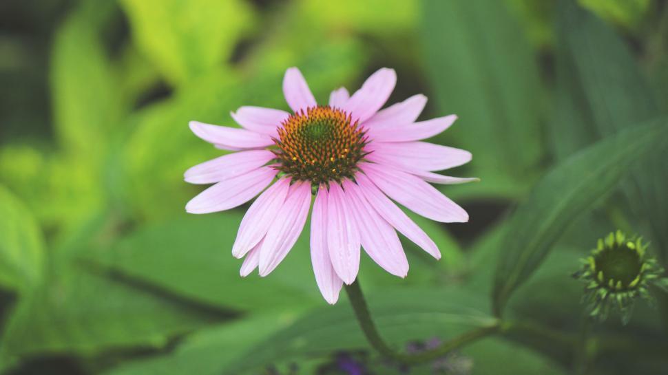 Free Stock Photo of One Pink Flower with stem | Download Free Images ...