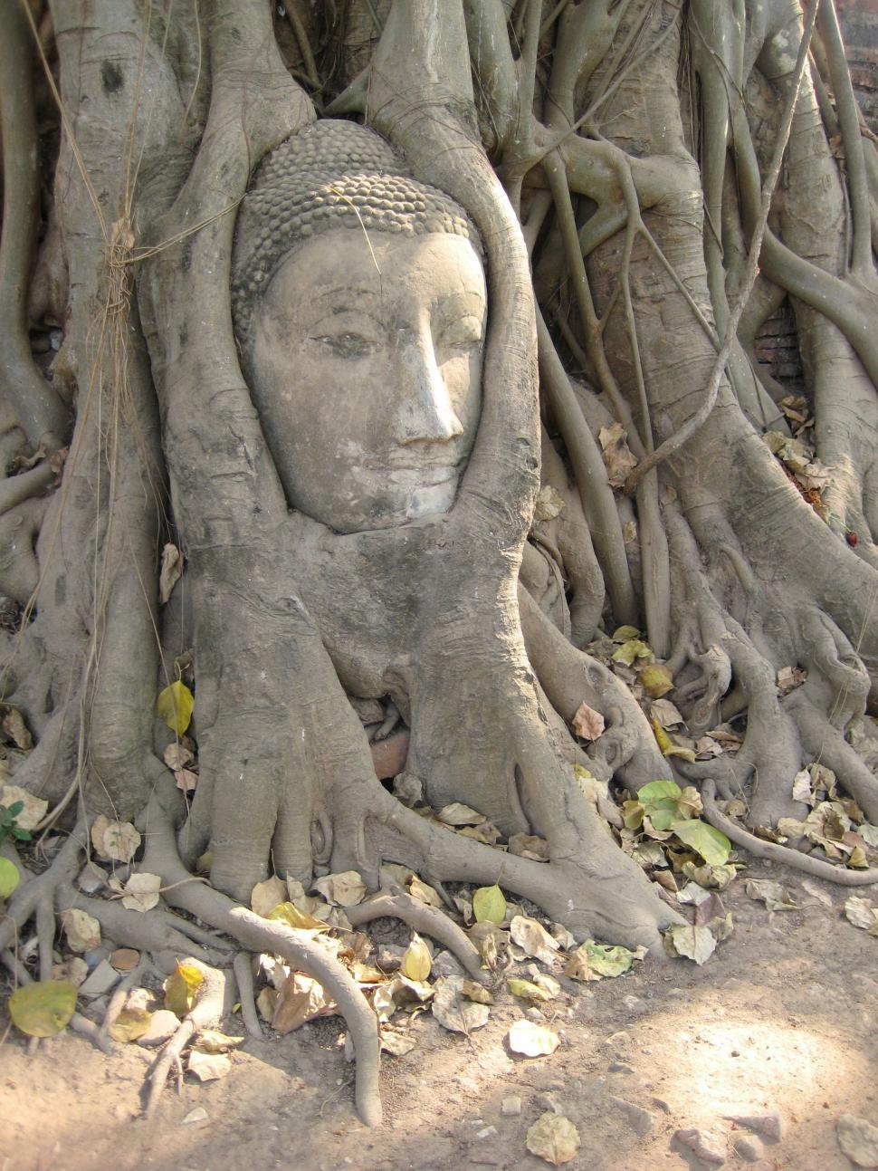 Free Stock Photo of Buddha in tree | Download Free Images and Free ...