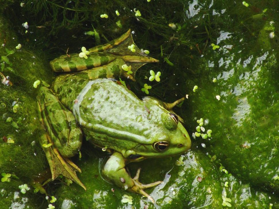 Free Stock Photo of Frog (Lithobates clamitans) | Download Free Images ...