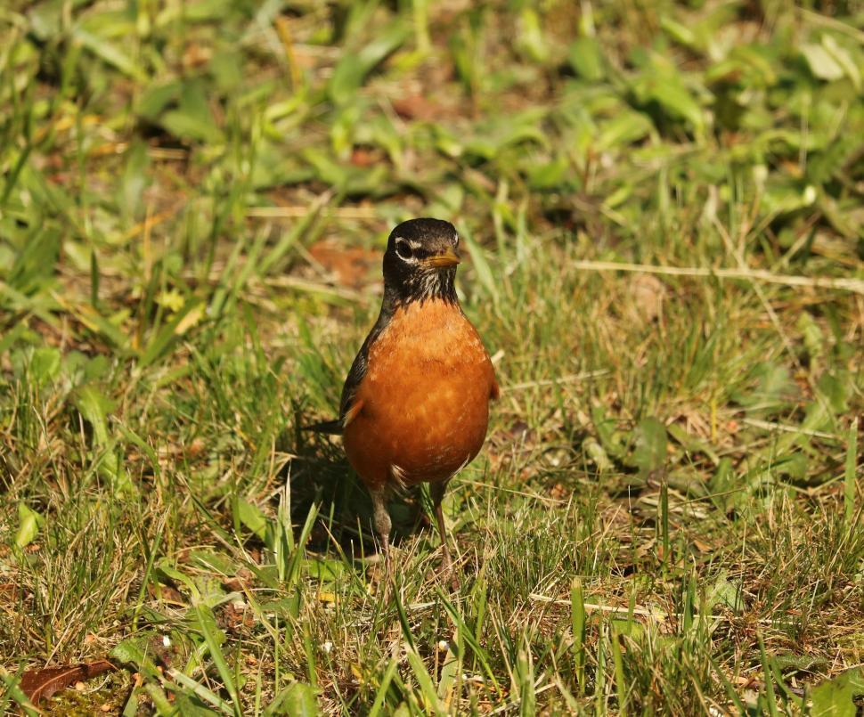 Free Stock Photo of American robin (Bird) | Download Free Images and ...
