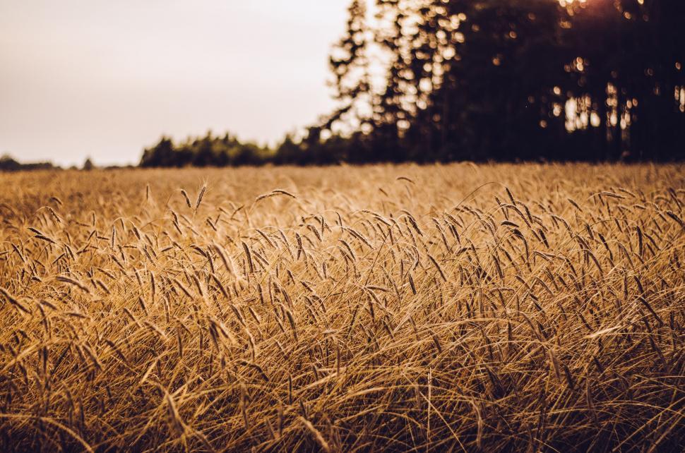 Free Stock Photo of Wheat field | Download Free Images and Free ...