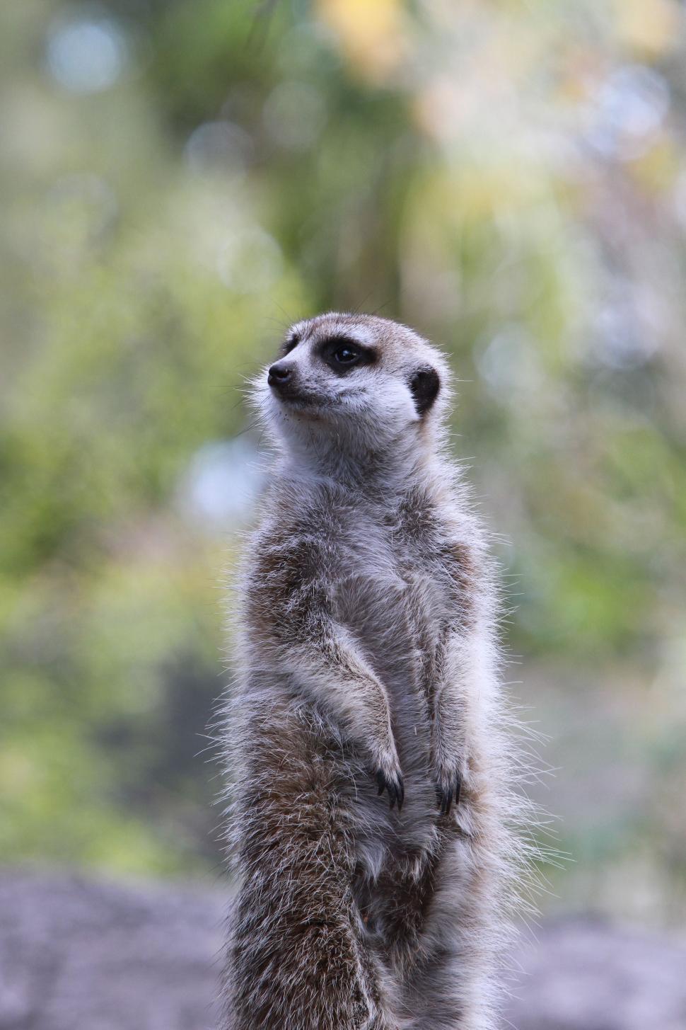 Free Stock Photo of One Meerkat | Download Free Images and Free ...