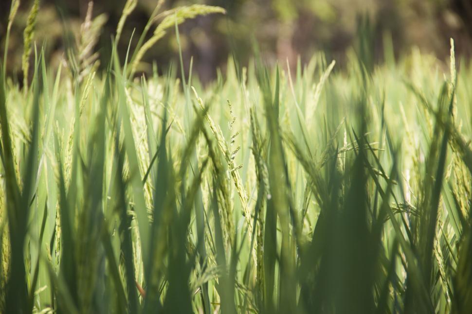 Free Stock Photo of Paddy Field | Download Free Images and Free ...
