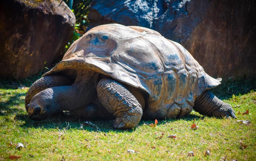 Free Stock Photo of One Tortoise | Download Free Images and Free ...