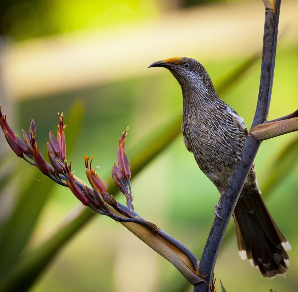 Free Stock Photo of Bird on flower branch | Download Free Images and ...