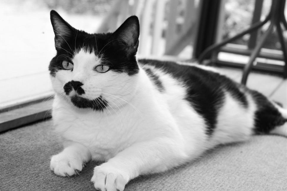 Free Stock Photo of Cat - B&W | Download Free Images and Free Illustrations