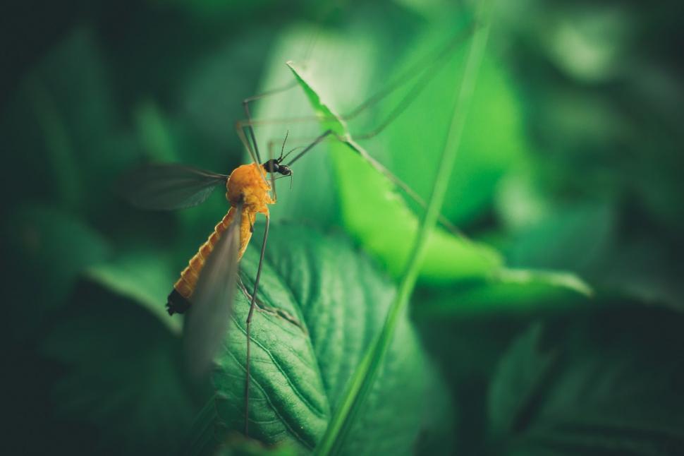 Free Stock Photo of An Insect | Download Free Images and Free Illustrations