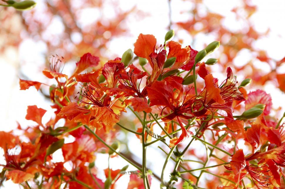 Free Stock Photo of Branches of red flowers | Download Free Images and ...