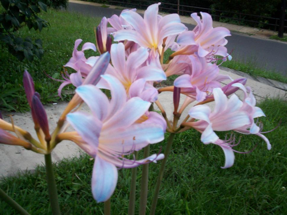 Free Stock Photo of Cluster of Flowers Growing in Grass | Download Free ...