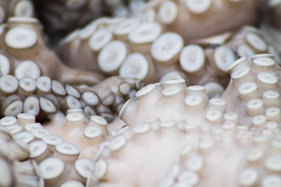 Free Stock Photo of Octopus suckers | Download Free Images and Free ...