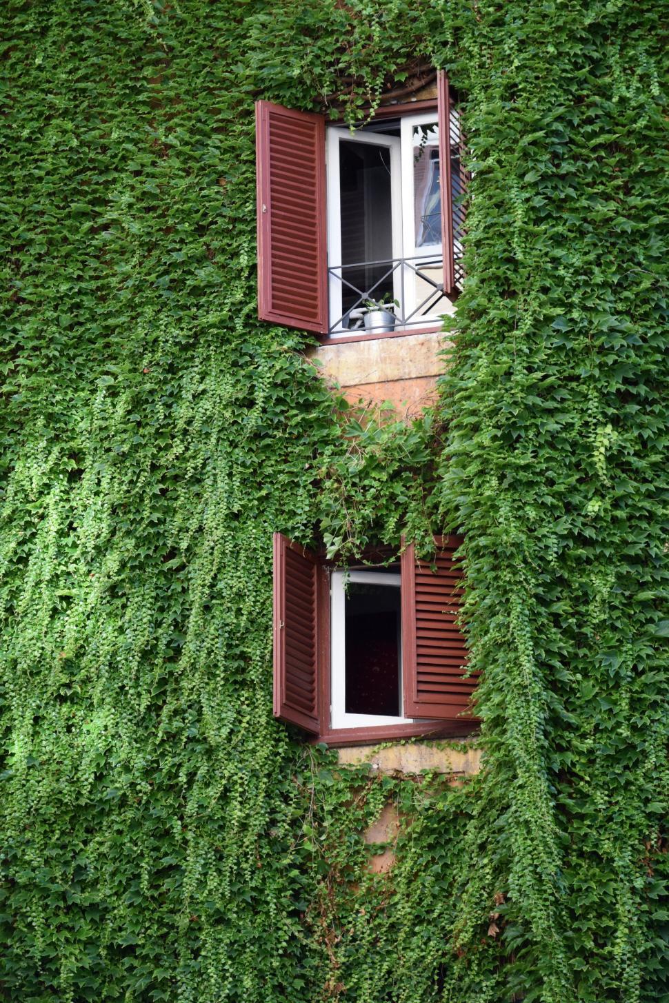 Free Stock Photo of Two Open Wooden Windows Covered With Green Leaves ...