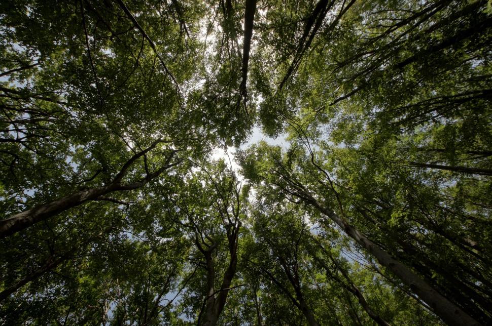 Free Stock Photo of Trees From Below | Download Free Images and Free ...