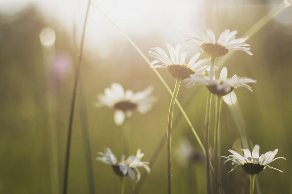 Free Stock Photo of White Flowers - Bokeh Effect | Download Free Images ...