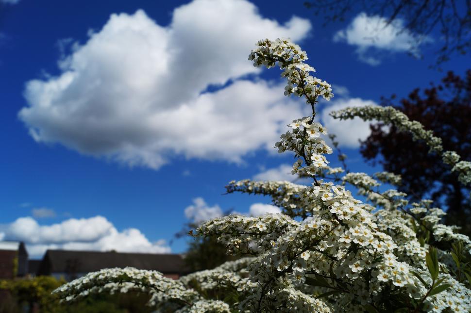 Free Stock Photo of White Flowers and Clouds | Download Free Images and ...